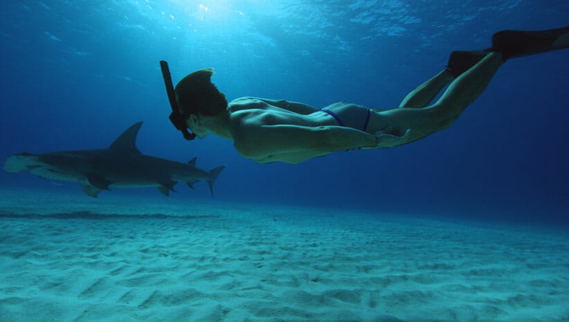 Sharkwater Extinction - LA Yoga Magazine - Ayurveda & Health